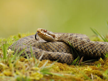 Identify UK snakes | Dorset Wildlife Trust