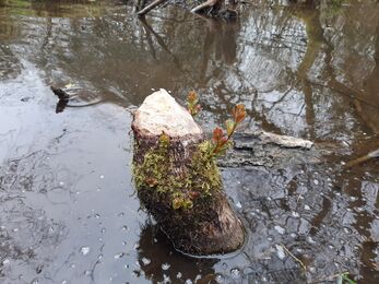 Beaver Blog: Beavers and trees | Dorset Wildlife Trust