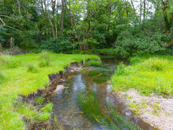 Frome Headwaters Project | Dorset Wildlife Trust