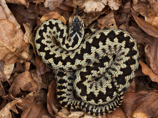 Identify UK snakes | Dorset Wildlife Trust