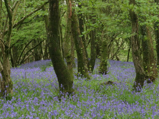 Wild Isles: Dorset's woodlands | Dorset Wildlife Trust