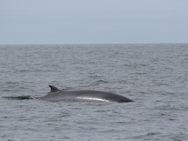 Dorset Dolphins | Dorset Wildlife Trust