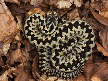 Identify UK snakes | Dorset Wildlife Trust