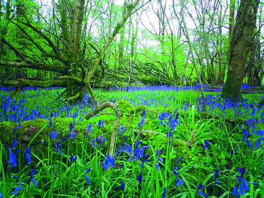 Wild Isles: Dorset's woodlands | Dorset Wildlife Trust
