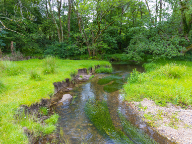 Frome Headwaters Project | Dorset Wildlife Trust