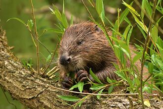 Beaver updates | Dorset Wildlife Trust