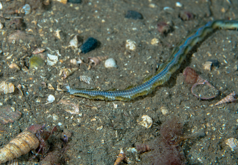 Ragworm | Dorset Wildlife Trust