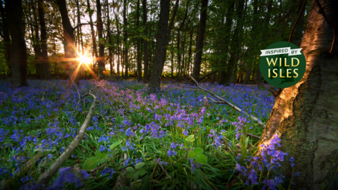 Wild Isles: Dorset's woodlands | Dorset Wildlife Trust