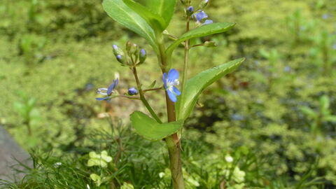 Brooklime | Dorset Wildlife Trust