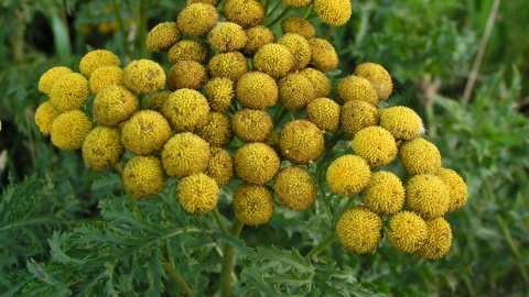 Tansy | Dorset Wildlife Trust