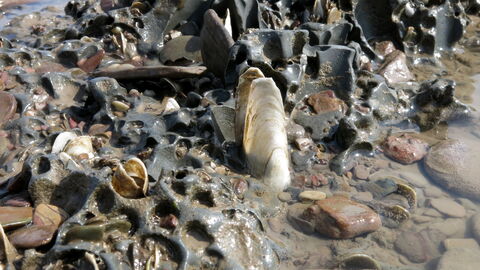 Piddock | Dorset Wildlife Trust