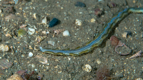 Ragworm | Dorset Wildlife Trust