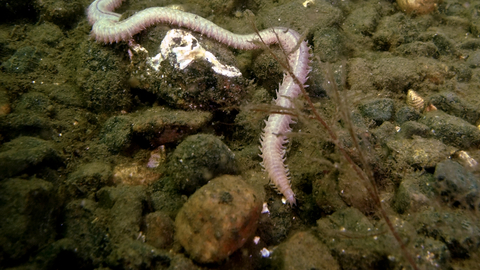 Ragworm | Dorset Wildlife Trust