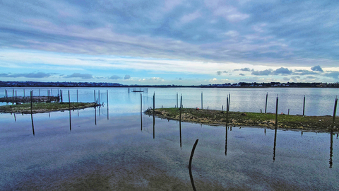 Brownsea Island | Dorset Wildlife Trust