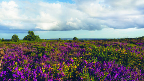 Upton Heath Nature Reserve, nr Upton, Poole, Dorset | Dorset Wildlife Trust