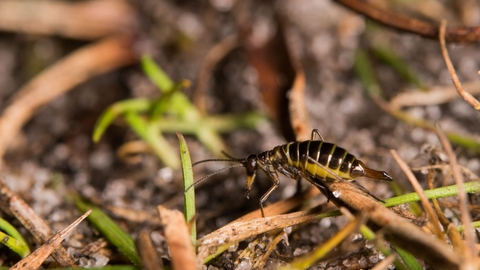 Snow flea | Dorset Wildlife Trust