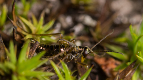 Snow flea | Dorset Wildlife Trust