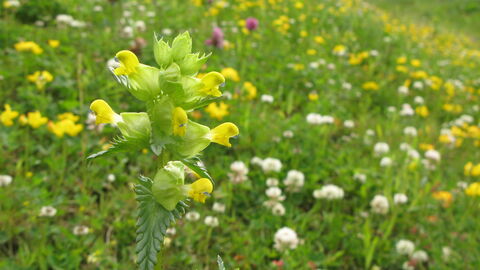 Yellow-rattle | Dorset Wildlife Trust