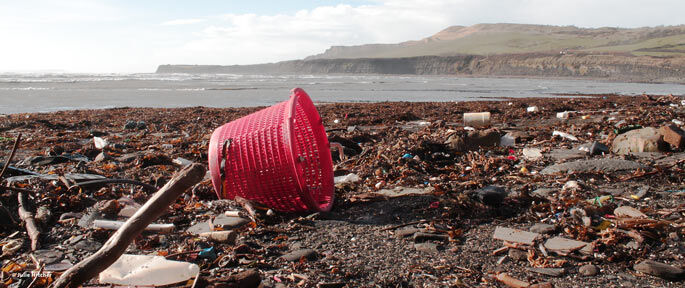 Urgent Appeal: Save Our Wild Seas | Dorset Wildlife Trust