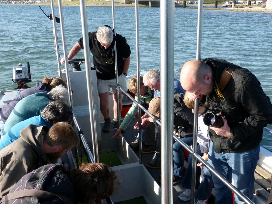 Fleet Explorer | Dorset Wildlife Trust