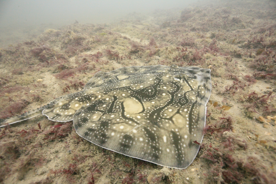 Marine Protected Areas | Dorset Wildlife Trust