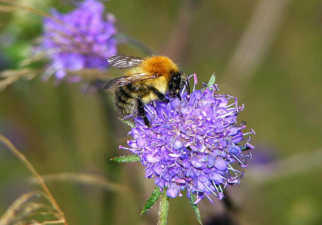 Wildlife Recovery Appeal - Kingcombe's Wild Energy | Dorset Wildlife Trust