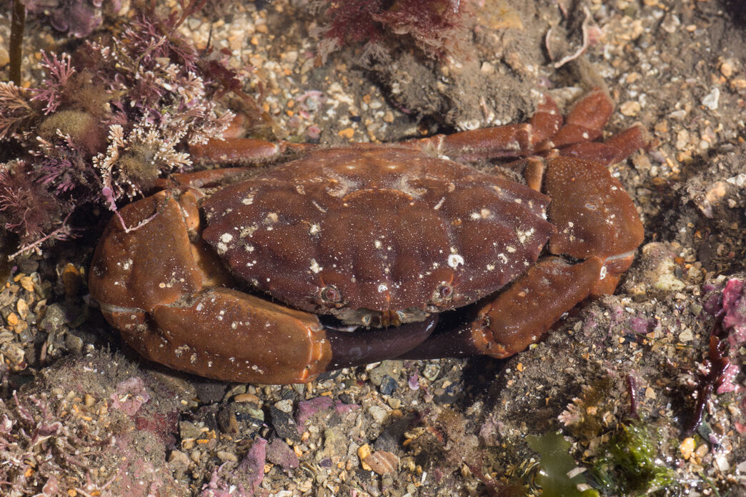 Climate change indicator crab recorded for the first time at Kimmeridge ...