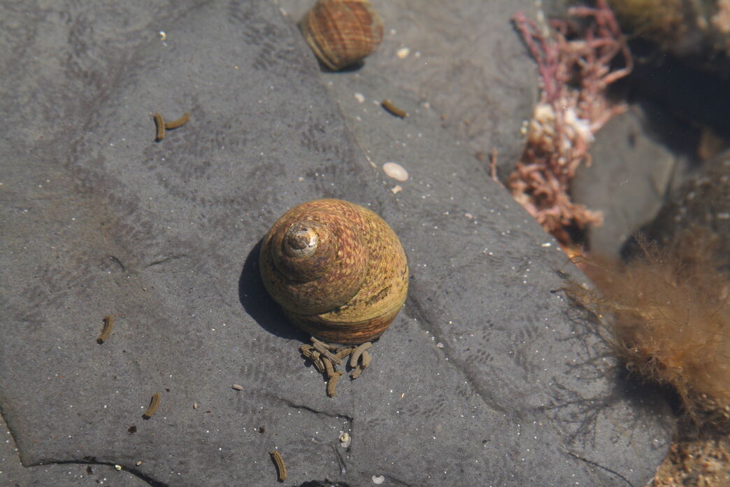 Climate change indicator crab recorded for the first time at Kimmeridge ...