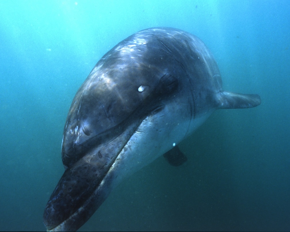 Dorset Dolphins | Dorset Wildlife Trust