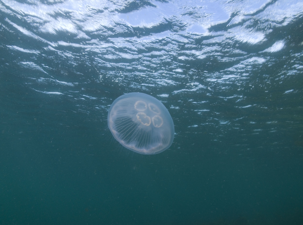 Dorset Jellyfish | Dorset Wildlife Trust