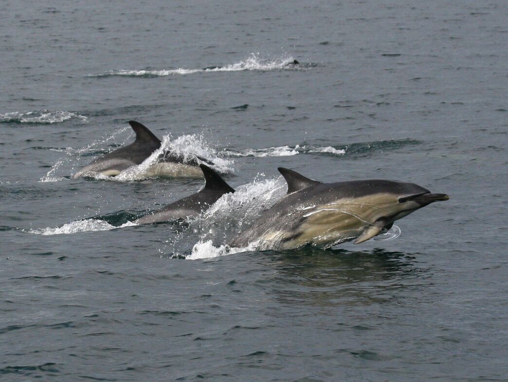 Dorset Dolphins | Dorset Wildlife Trust
