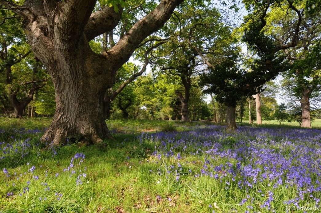 Gillingham Royal Forest | Dorset Wildlife Trust
