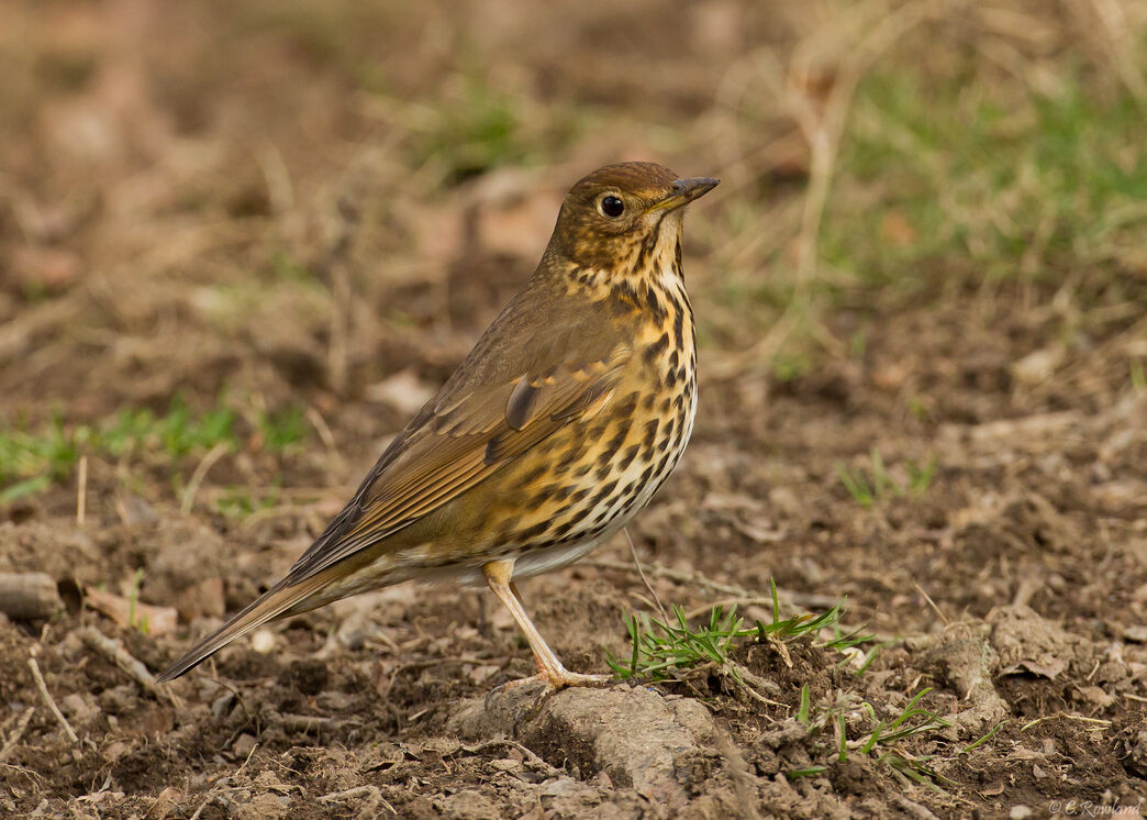 Wild Isles: Dorset's woodlands | Dorset Wildlife Trust