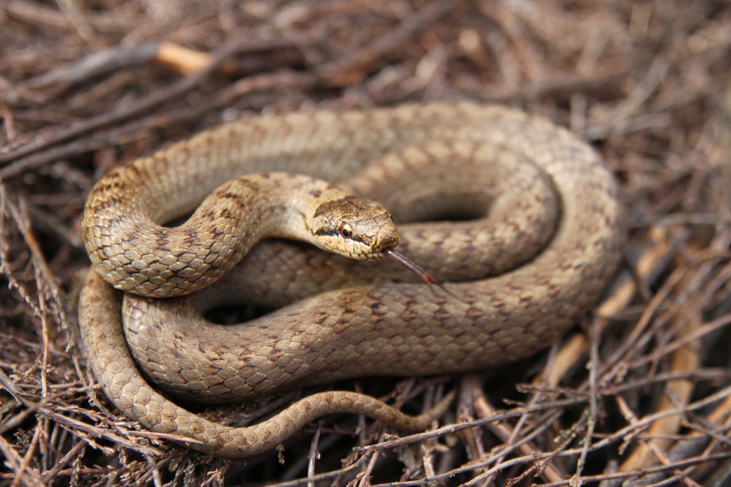 Identify UK snakes | Dorset Wildlife Trust