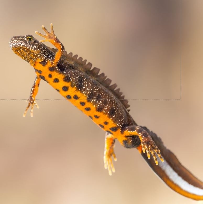 Species Recovery Programme Diaries: great crested newt | Dorset ...