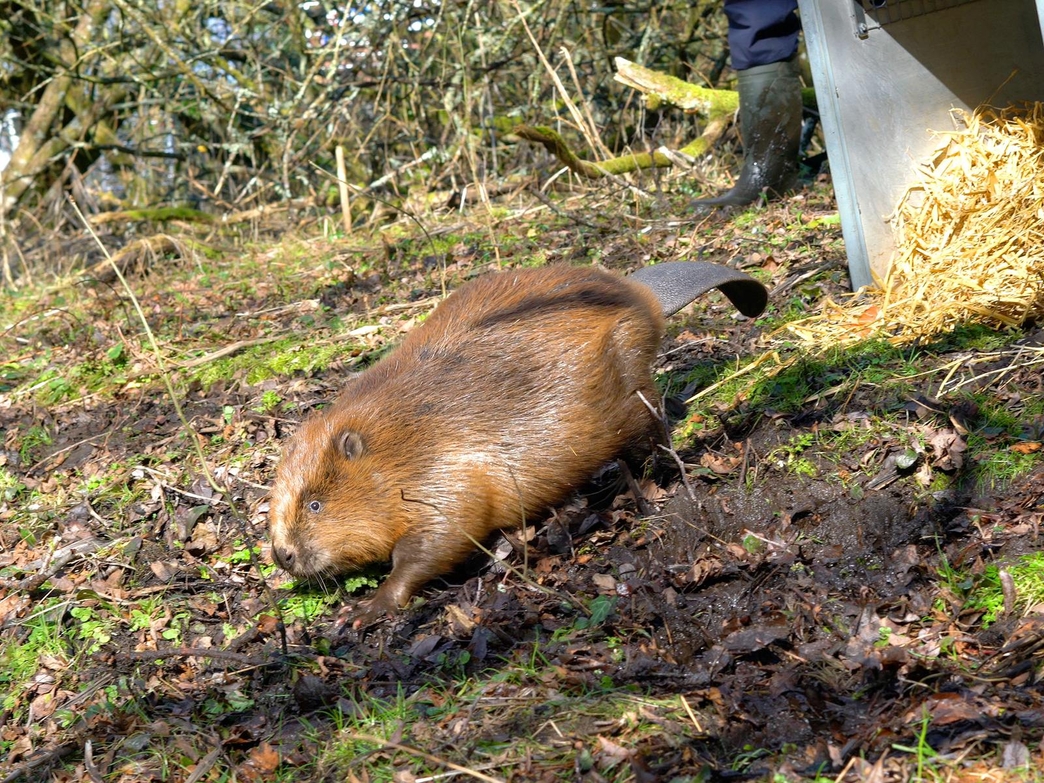 Beaver Blog - November 2021 | Dorset Wildlife Trust