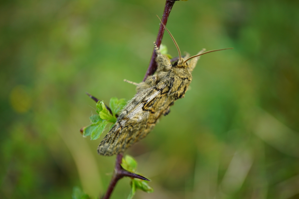 Marvellous moths | Dorset Wildlife Trust