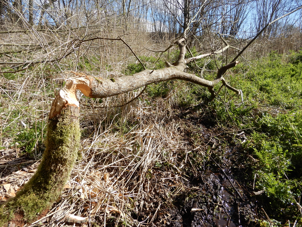 Beaver Blog: Beavers and trees | Dorset Wildlife Trust