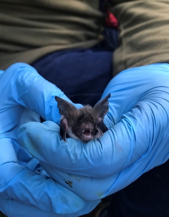 Woodland Recovery: Bats On The Night Shift | Dorset Wildlife Trust