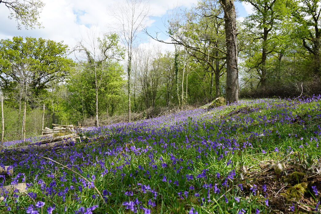 Wild Isles: Dorset's woodlands | Dorset Wildlife Trust