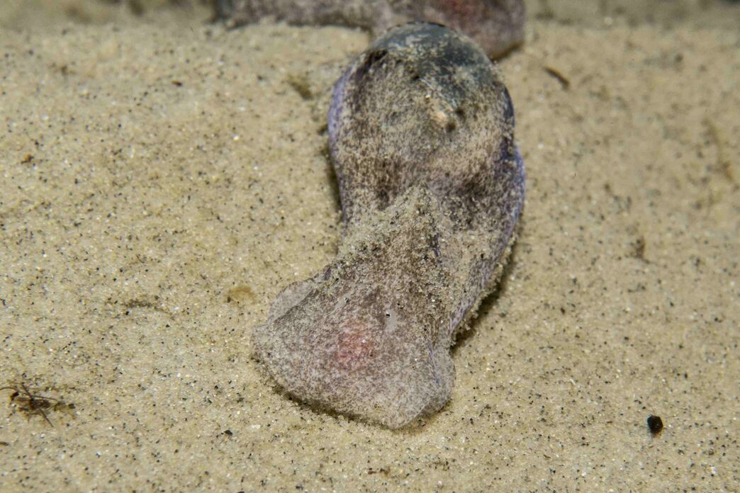 Wild Isles: Dorset's marine habitat | Dorset Wildlife Trust