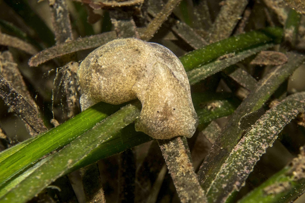 Wild Isles: Dorset's marine habitat | Dorset Wildlife Trust