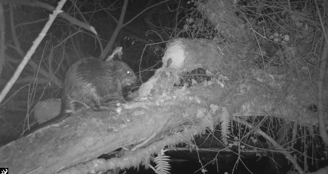 Free the beaver! A new vision for beavers in England and Wales | Dorset ...