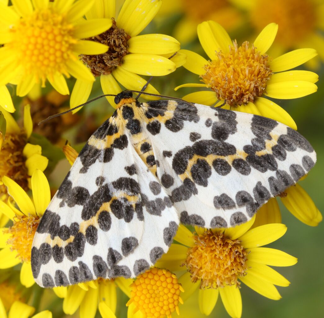 Wildlife-friendly gardening in August | Dorset Wildlife Trust