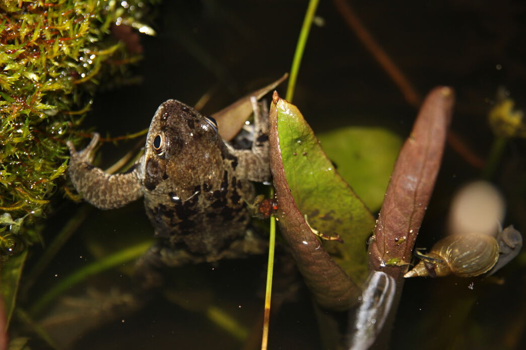 Wild Woodbury Project - Rewilding Dorset - Dorset Wildlife Trust