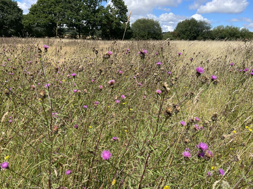 Two years on: Wild Woodbury rewilding project restores the natural ...