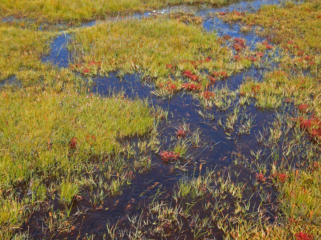 Dorset Peat Partnership | Dorset Wildlife Trust