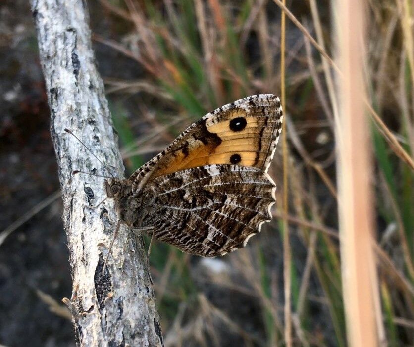 Wild Woodbury Project - Rewilding Dorset - Dorset Wildlife Trust