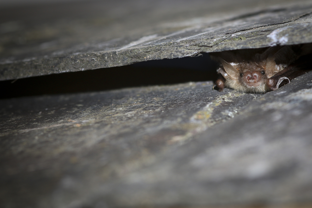 Woodland Recovery: Bats On The Night Shift | Dorset Wildlife Trust