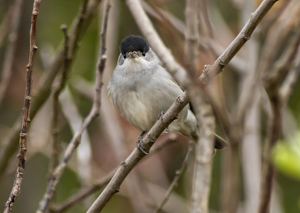 Take action for wildlife: January | Dorset Wildlife Trust